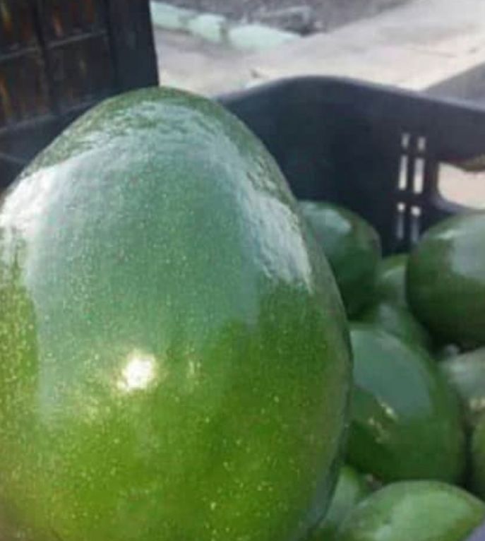 Aguacate Pollock Liso / Polo Liso – Shop Vegetables and Fruit I Order ...